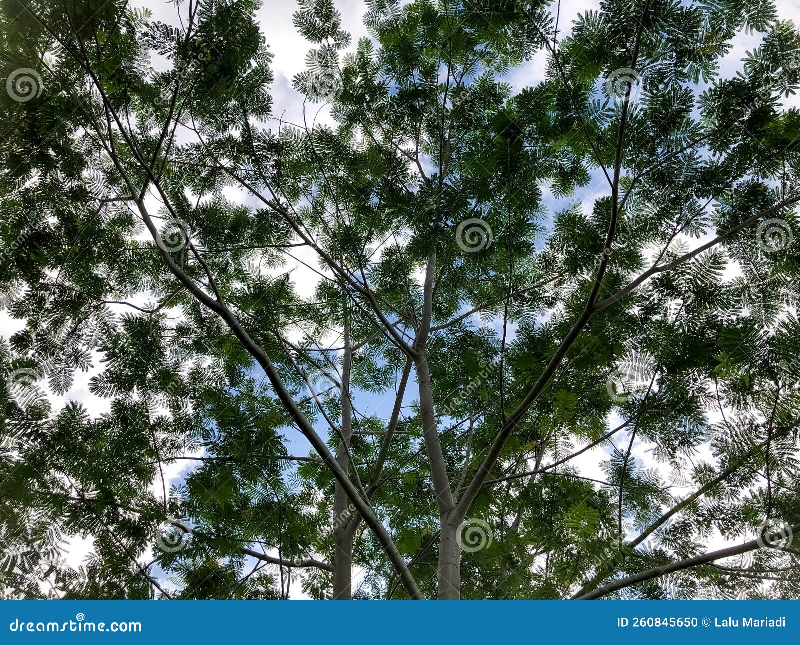 Background of Sengon Tree Branches and Leaves in Silhouette Stock Photo ... Background of Sengon Tree Branches and Leaves in Silhouette Stock Photo ...