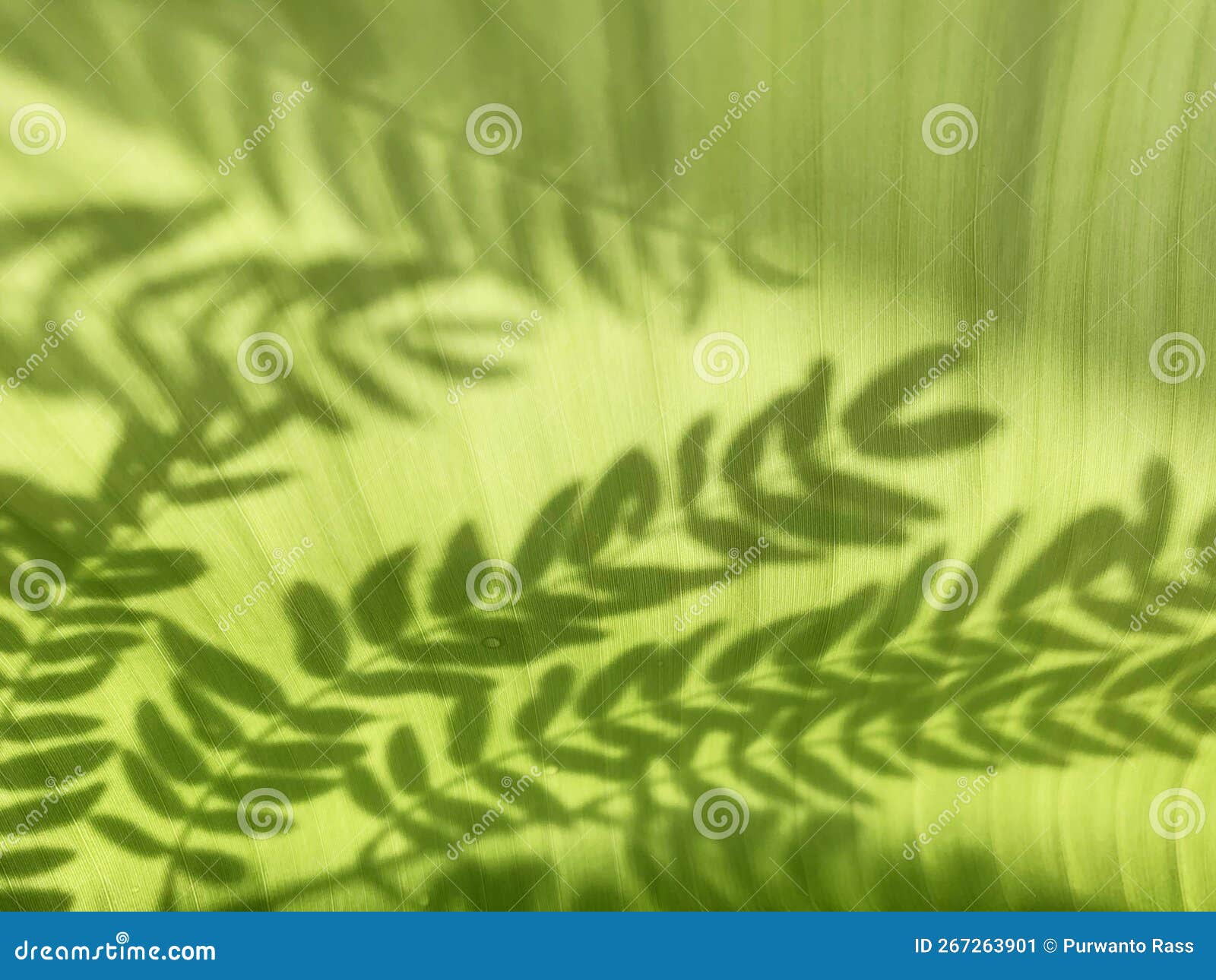 The Background the Shadows of the Leaves Stock Image - Image of leaf ...