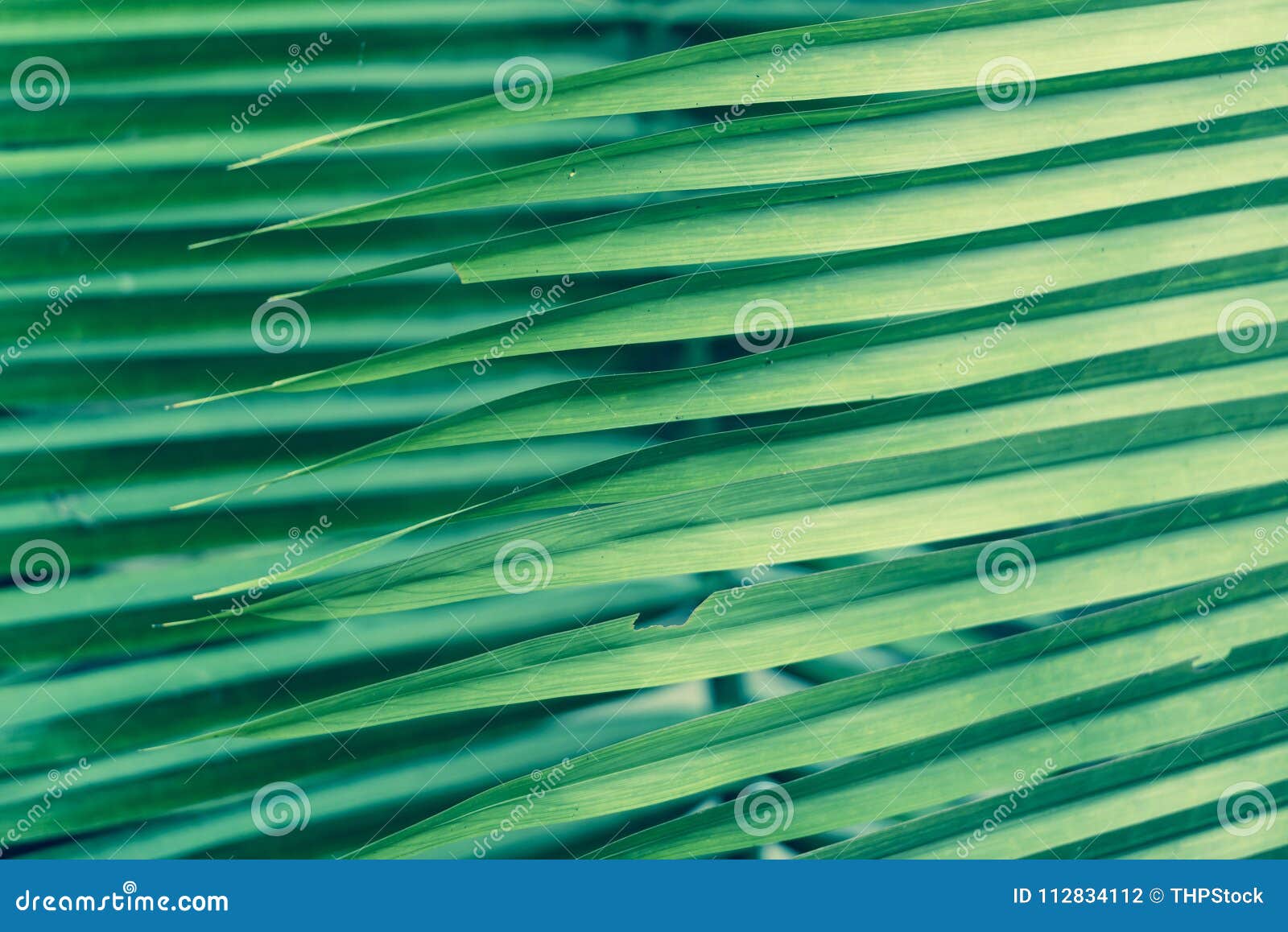 Palm Frond Background stock photo. Image of green, frond - 112834112