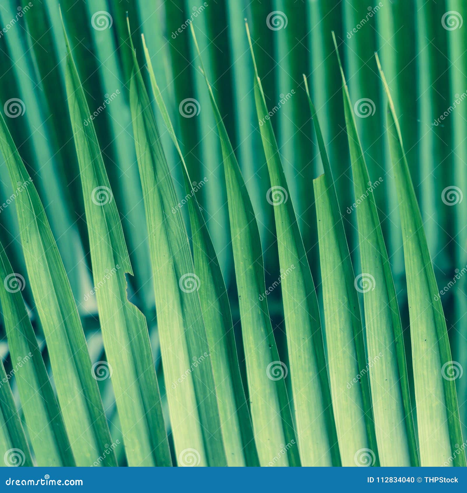 Palm Frond Background stock photo. Image of background - 112834040