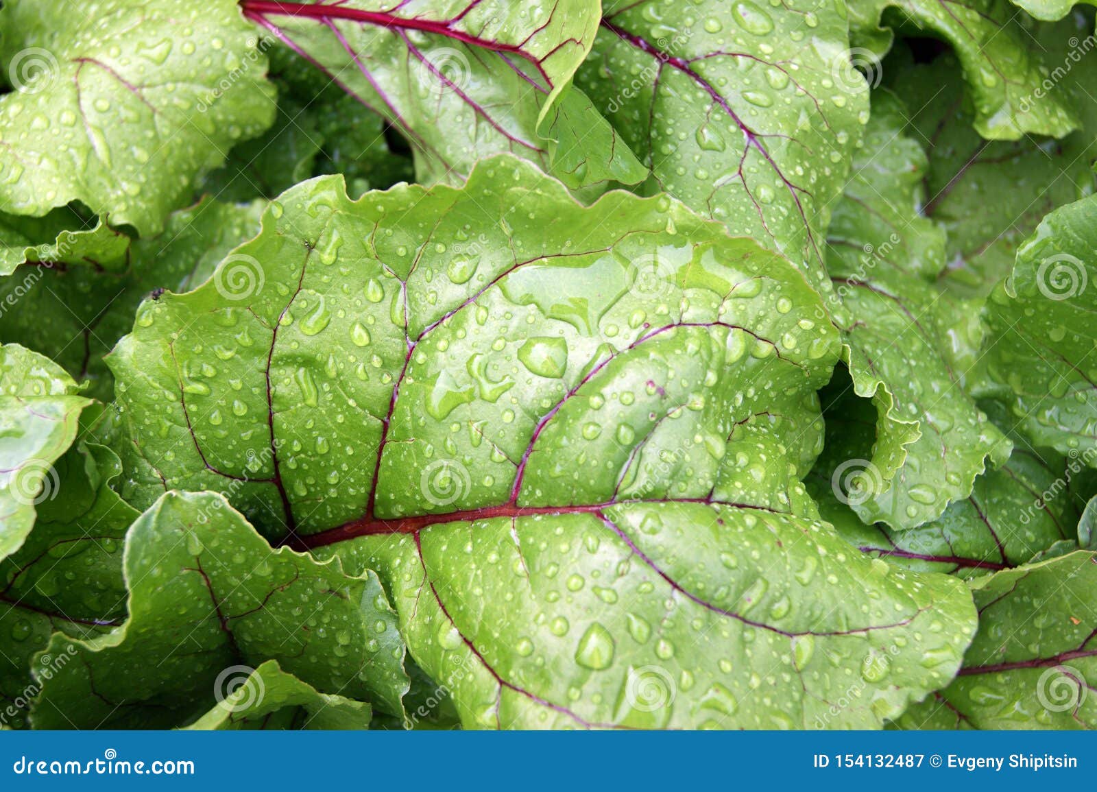 Background of the Sheet of the Vegetable Beet Stock Image - Image of ...