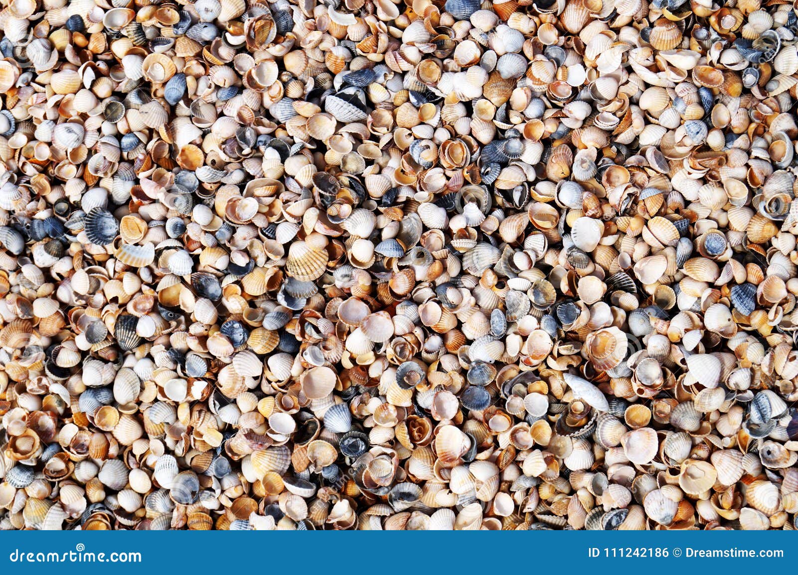 Background from shell stock photo. Image of background - 111242186