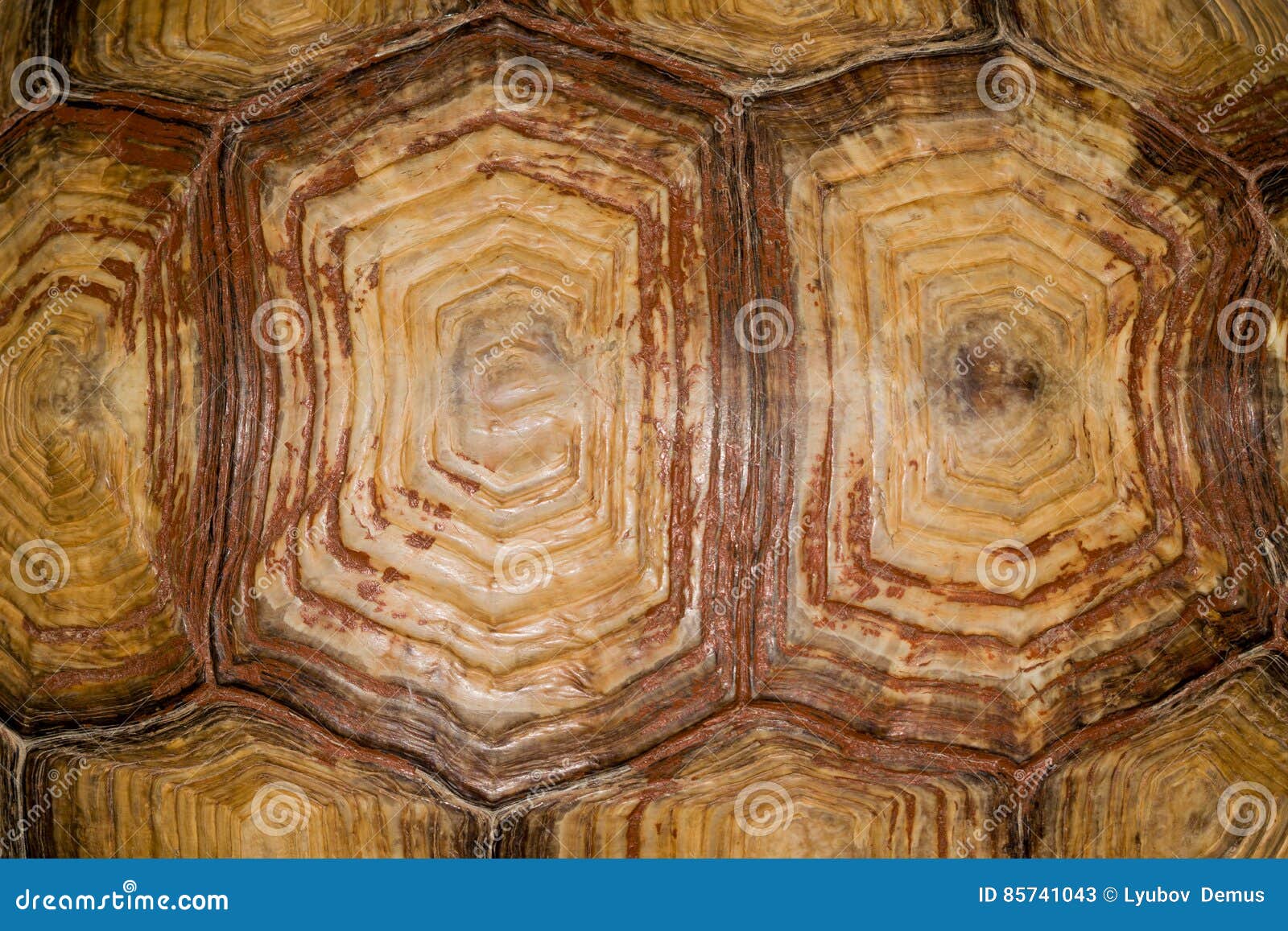 Background from the Shell of a Giant Turtle Stock Image - Image of ...