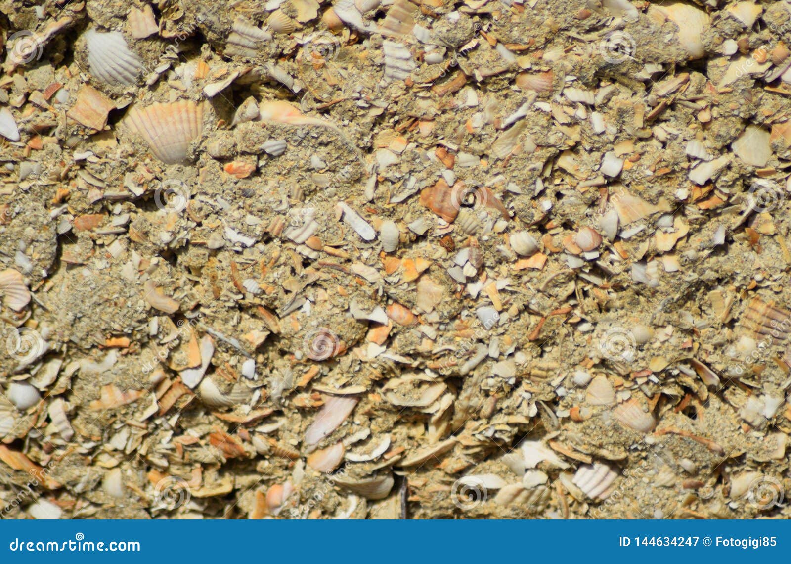 Background from a Shell Rock in Cement Stock Image - Image of laying ...