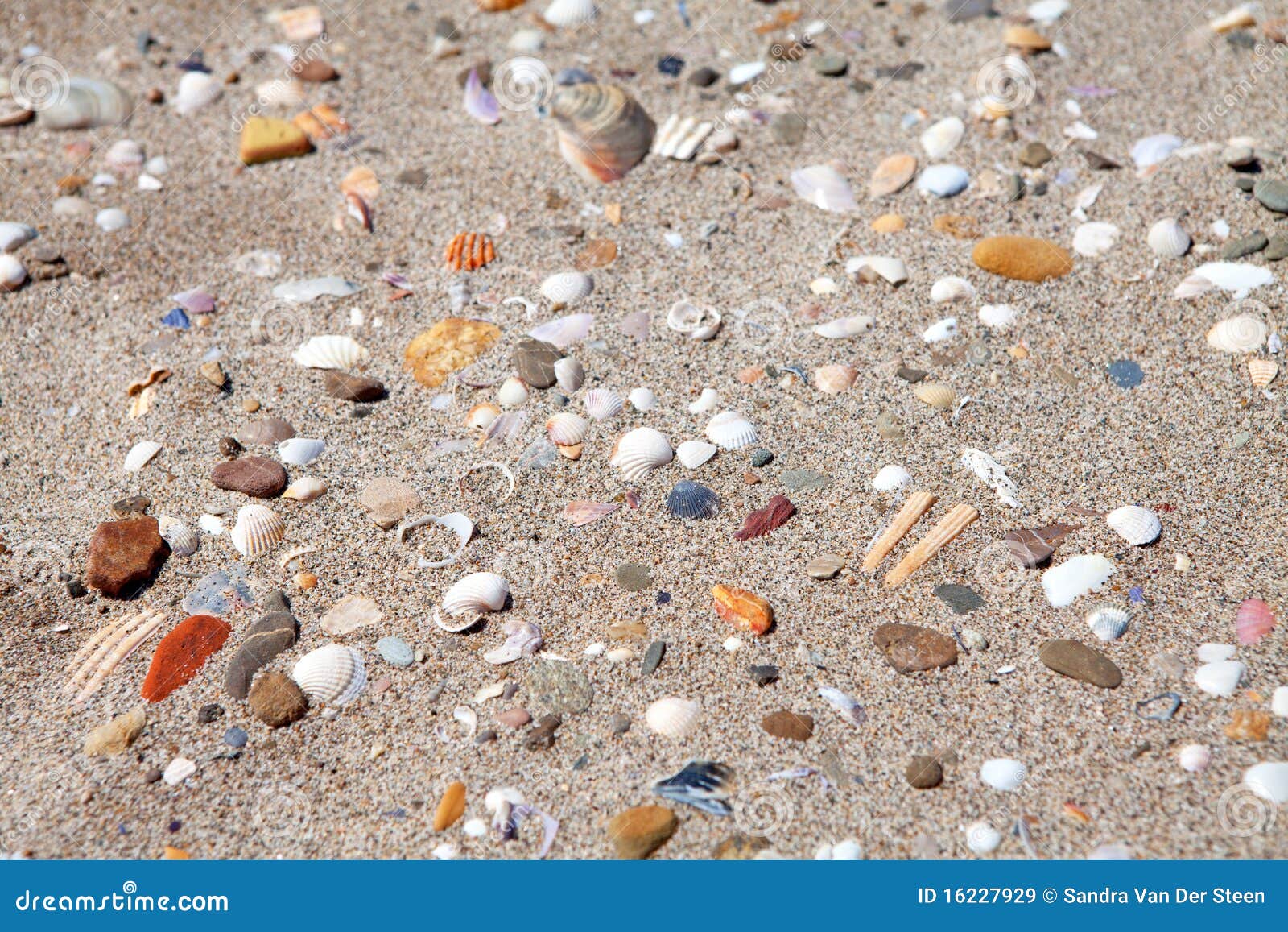 Background of Shells on the Beach Stock Image - Image of shells ...