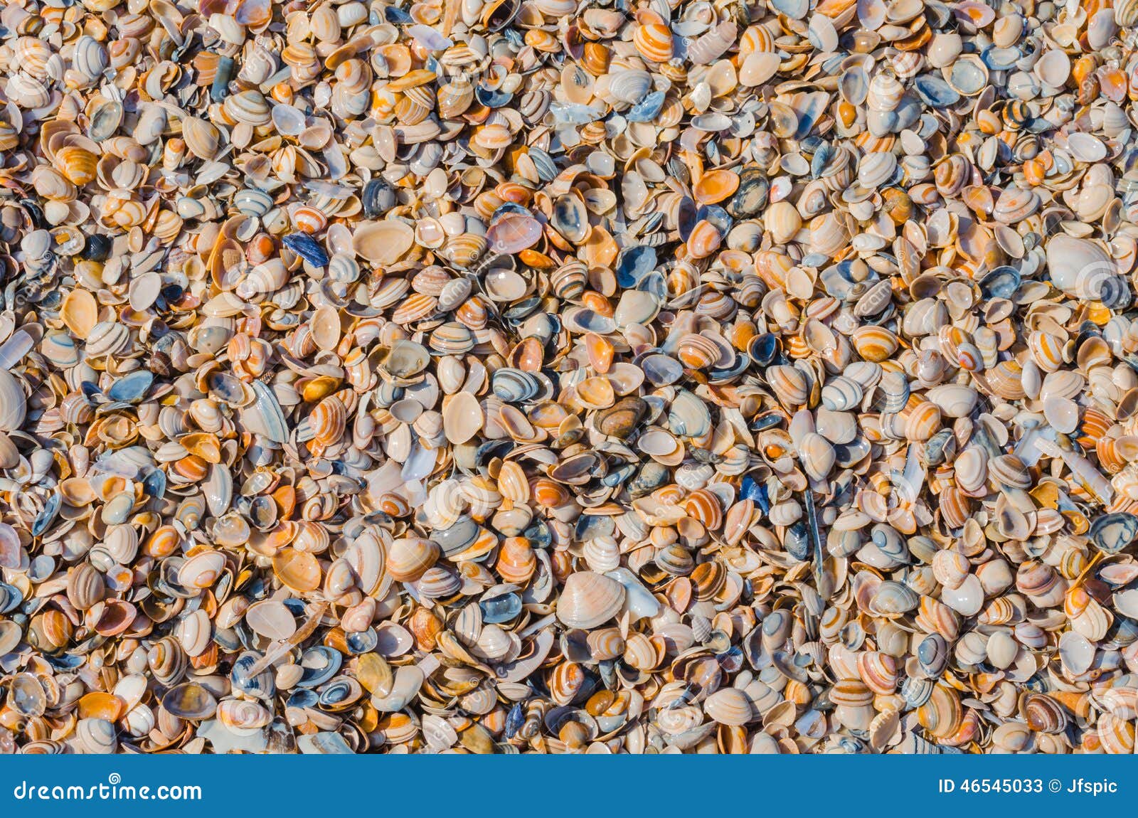 Background - shells stock image. Image of rimini, orange - 46545033