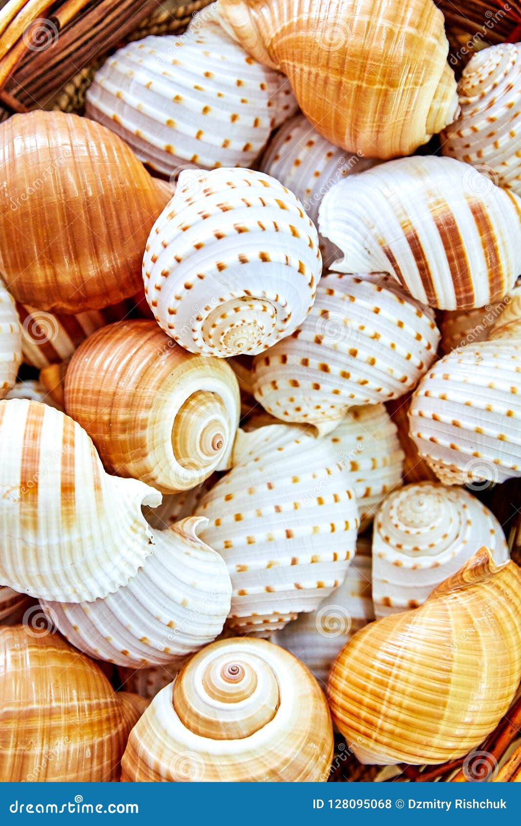 Background Shells of Different Colors Stock Photo - Image of mixed ...
