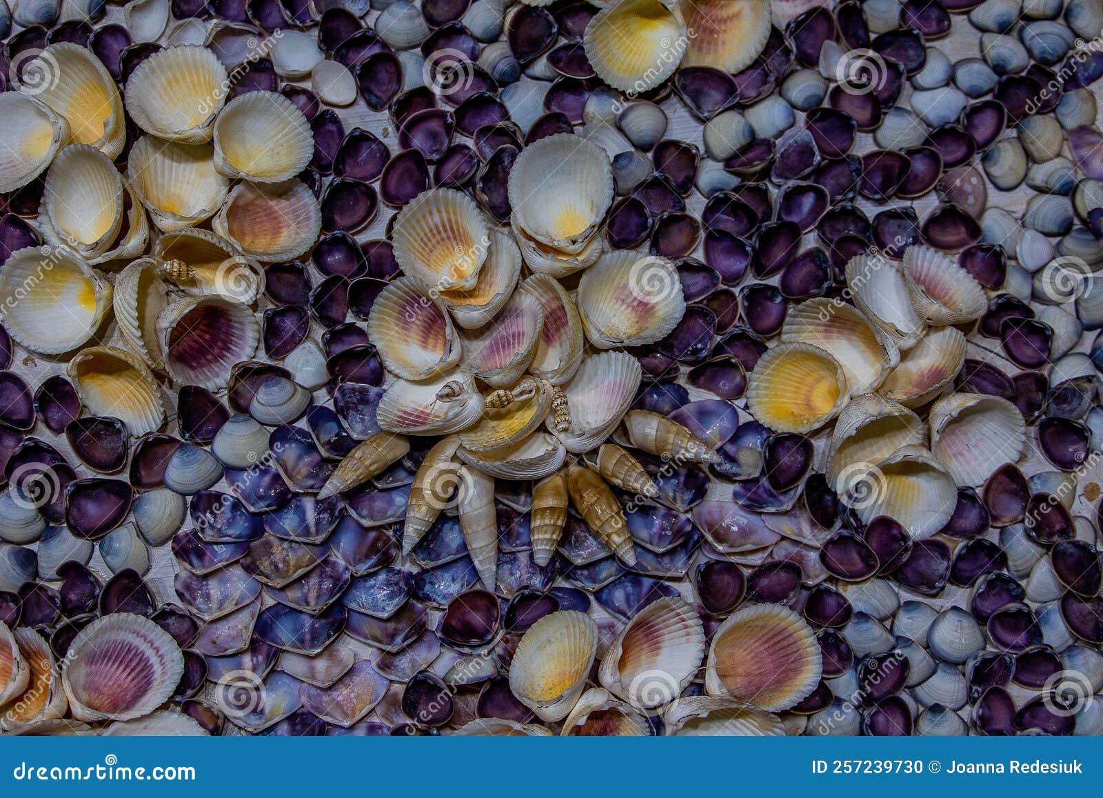 Background with Shells Natural Pattern Colorful Abstraction Stock Photo ...