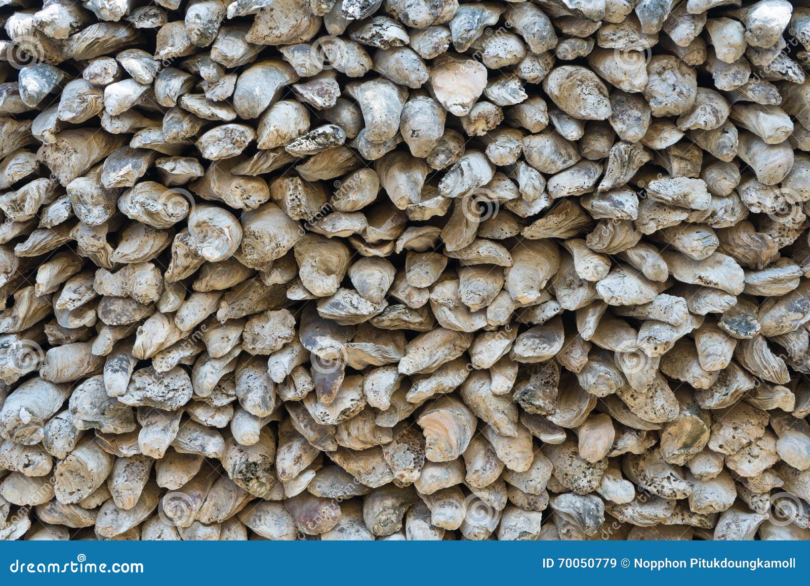 Background shells overlap stock image. Image of shell - 70050779