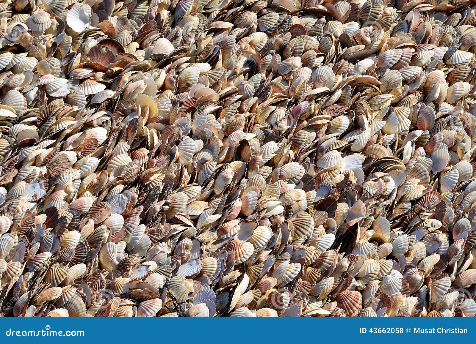 Background Shells of Pecten Stock Photo - Image of france, coastline ...