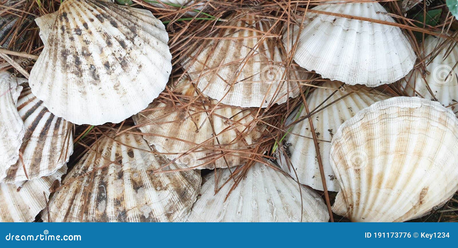 Background of Shells in Pine Needles. Stock Photo - Image of outdoors ...