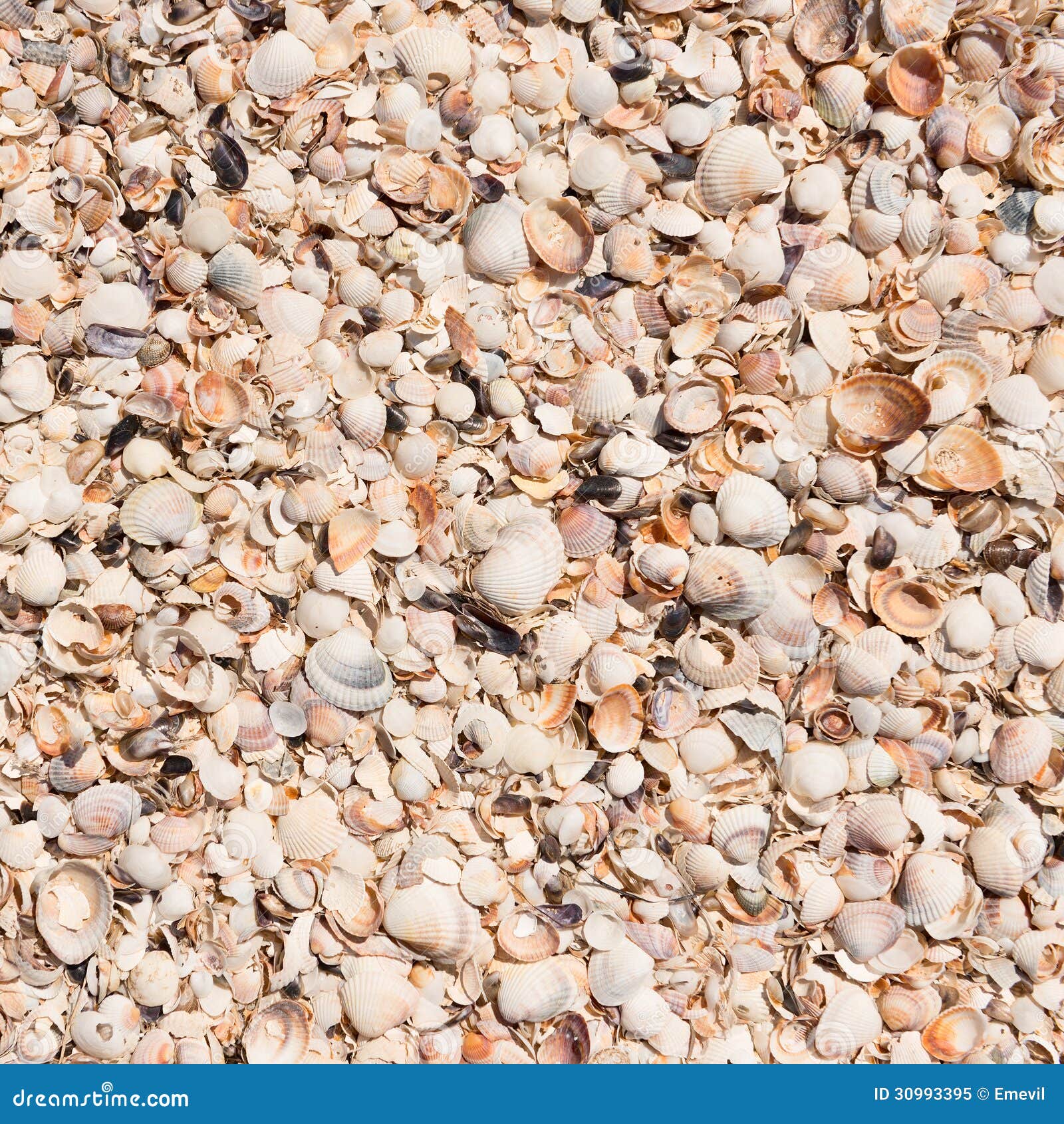 Background from Shells in the Sand Stock Image - Image of diverse ...