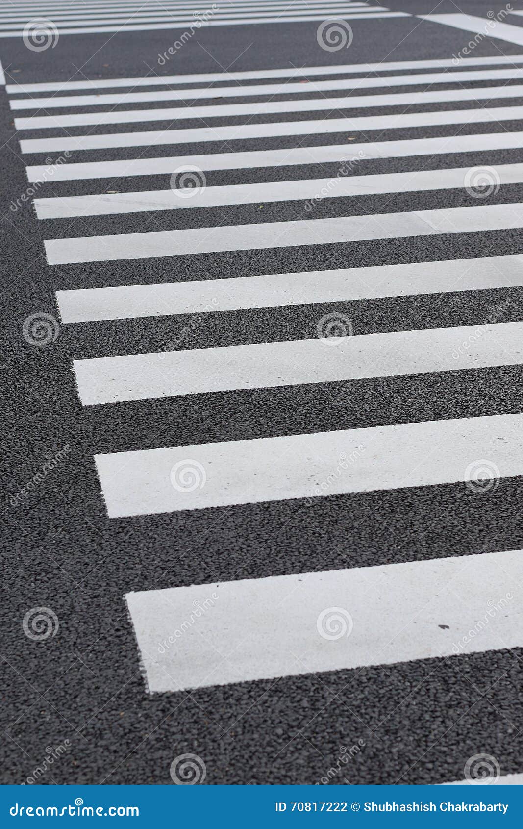 Zebra With A Big Scar In Its Back Eating Alone In The Etosha National ...