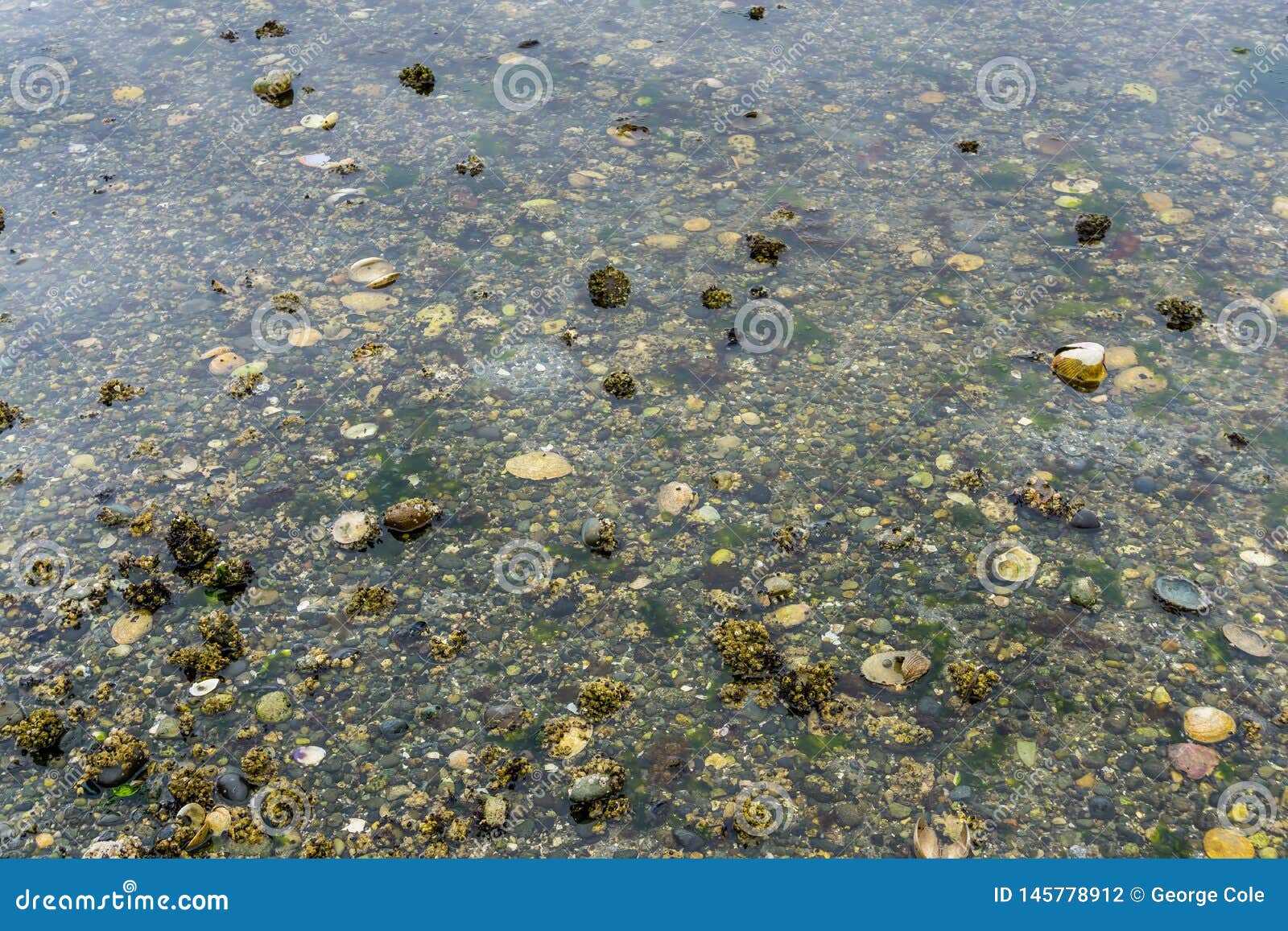 Tide Pool Background stock photo. Image of barnacles - 145778912