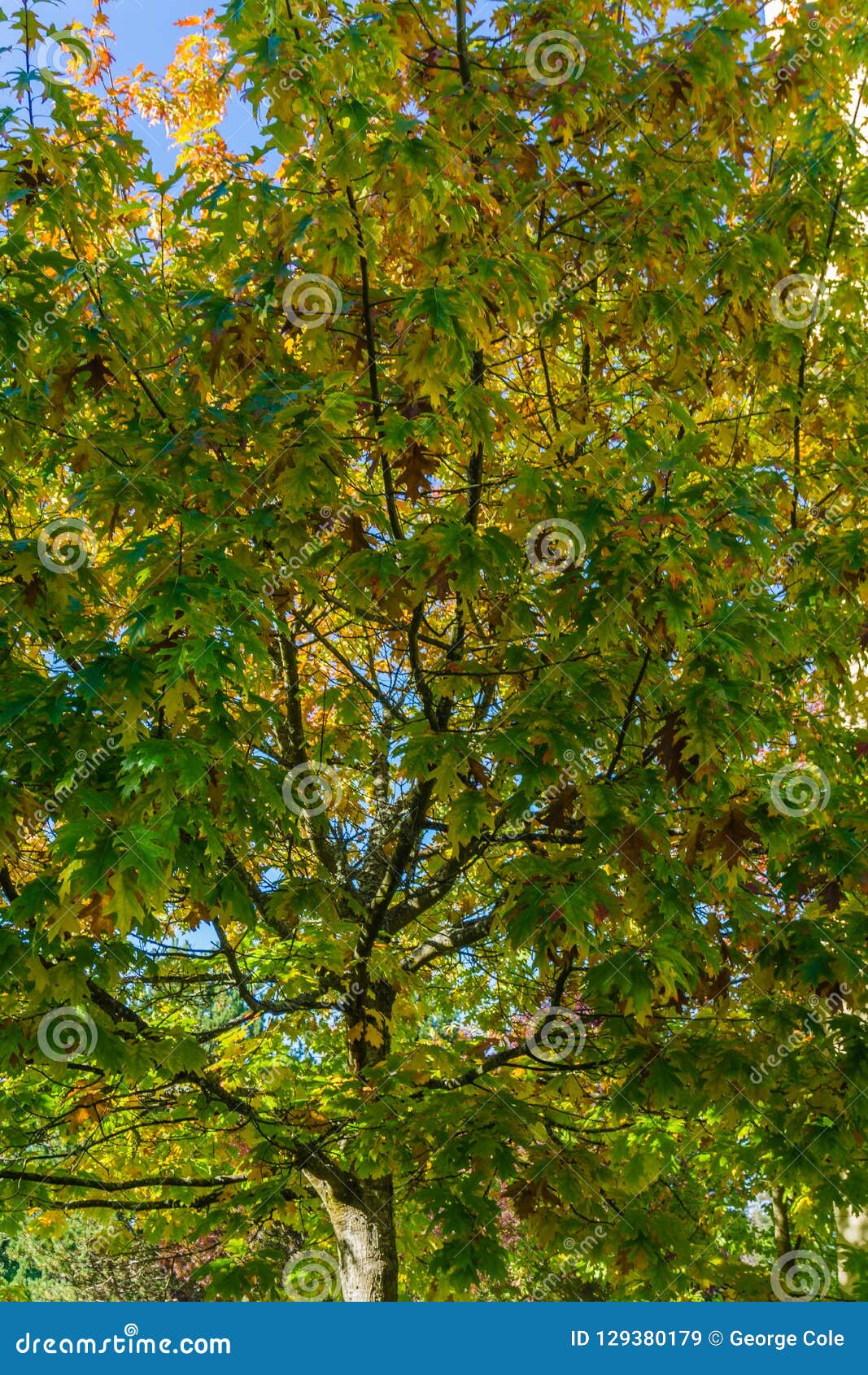 Limbs and Leaves Background Stock Image - Image of seasons, background ...
