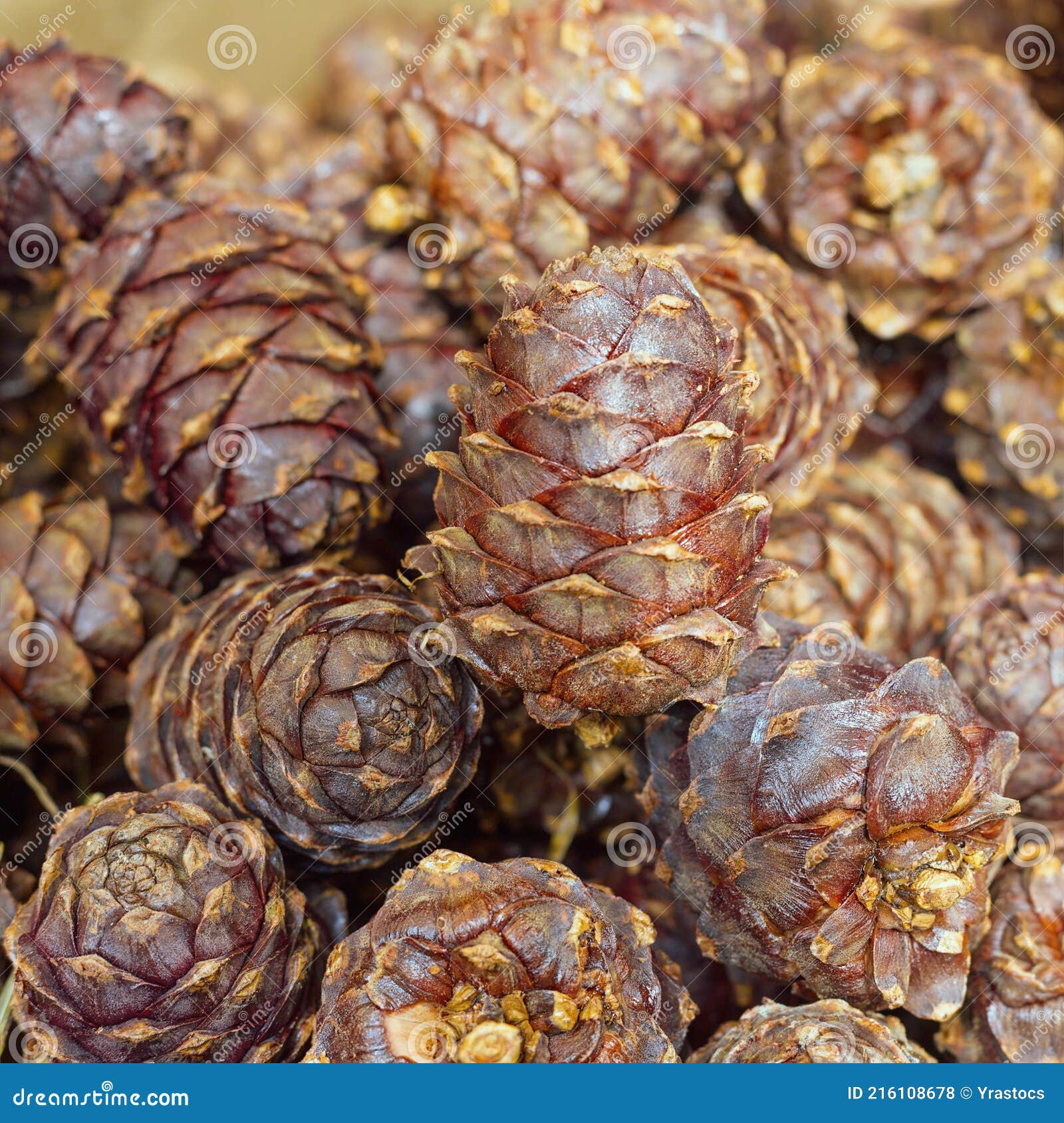 Background of Siberian Cedar Cones. Square Format Photography Stock ...