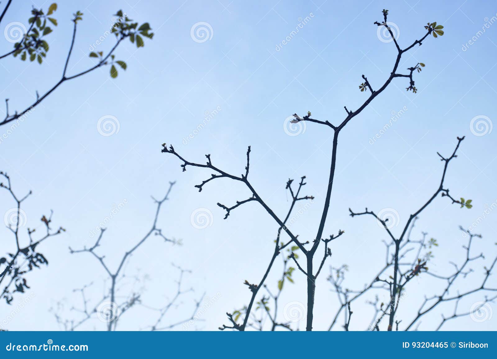 Background Silhouette of Tree Branches. Concept Life, Sad Stock Image ...