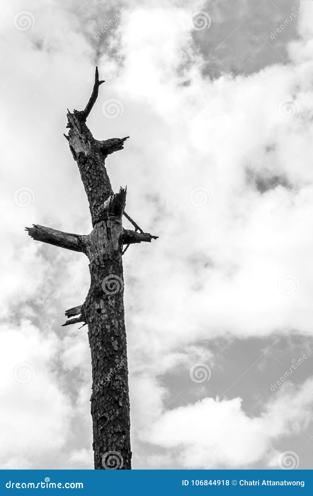 Background of Single Aged Dead Tree and Cloudy Sky Black and White ...