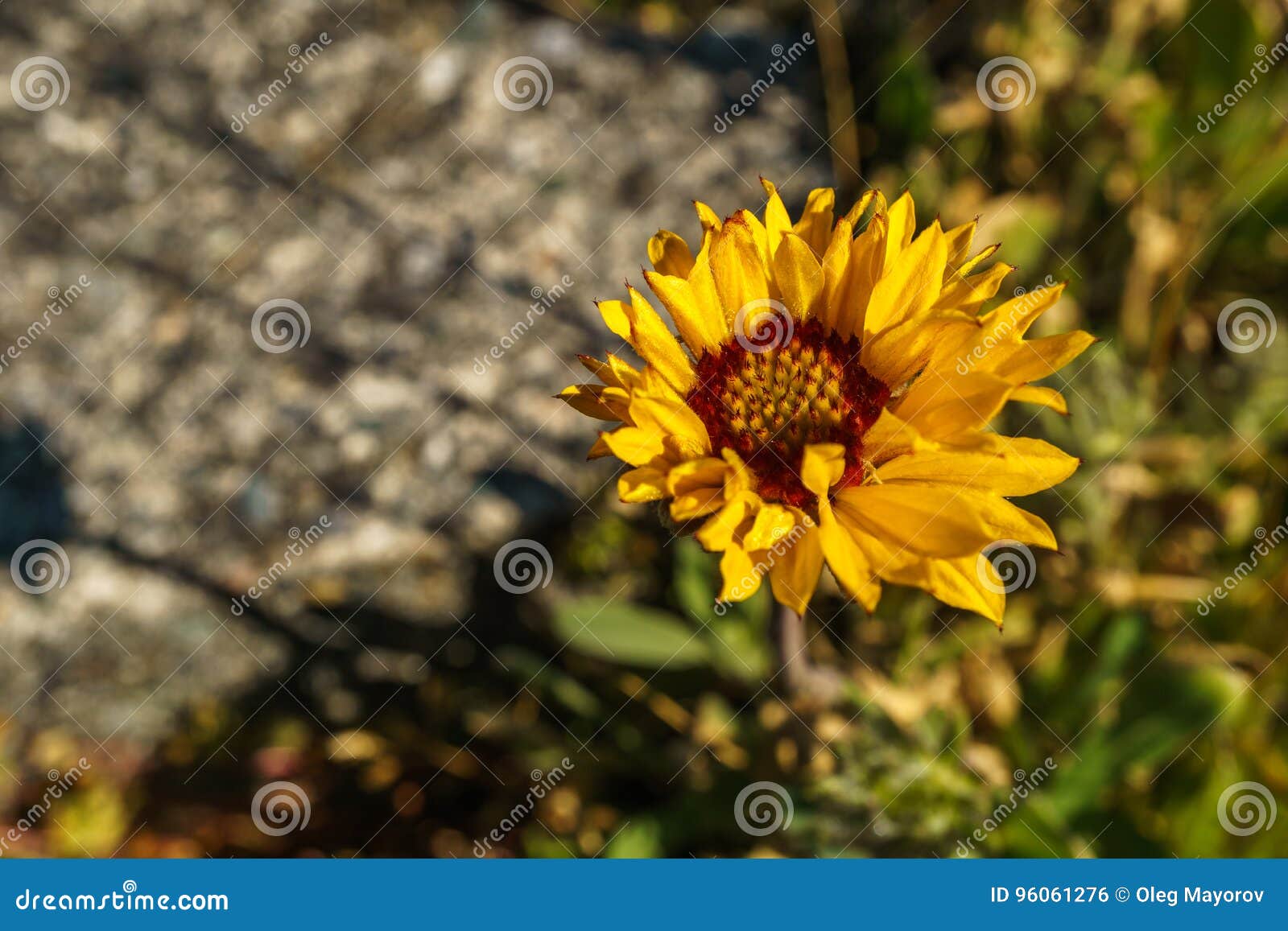 Background with Single Yellow Flower in the Garden Stock Photo - Image ...