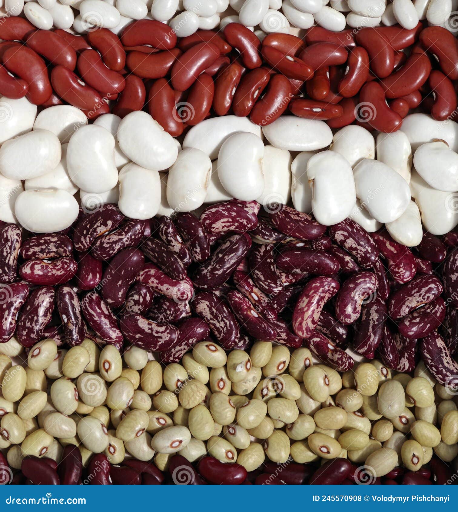 Varieties Beans Shape In Wording Bean On Wooden Board Royalty-Free ...