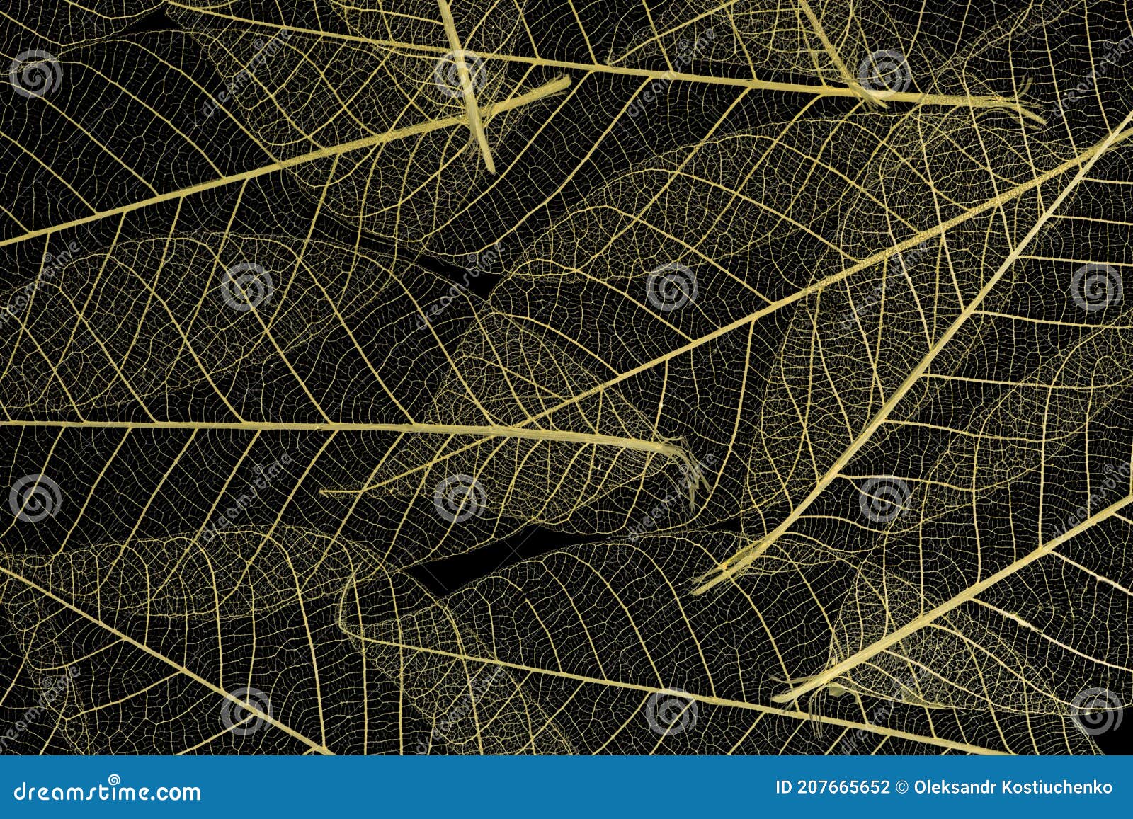 Skeletonized Leaves In The Light. Leaf Silhouette. Deciduous Background ...