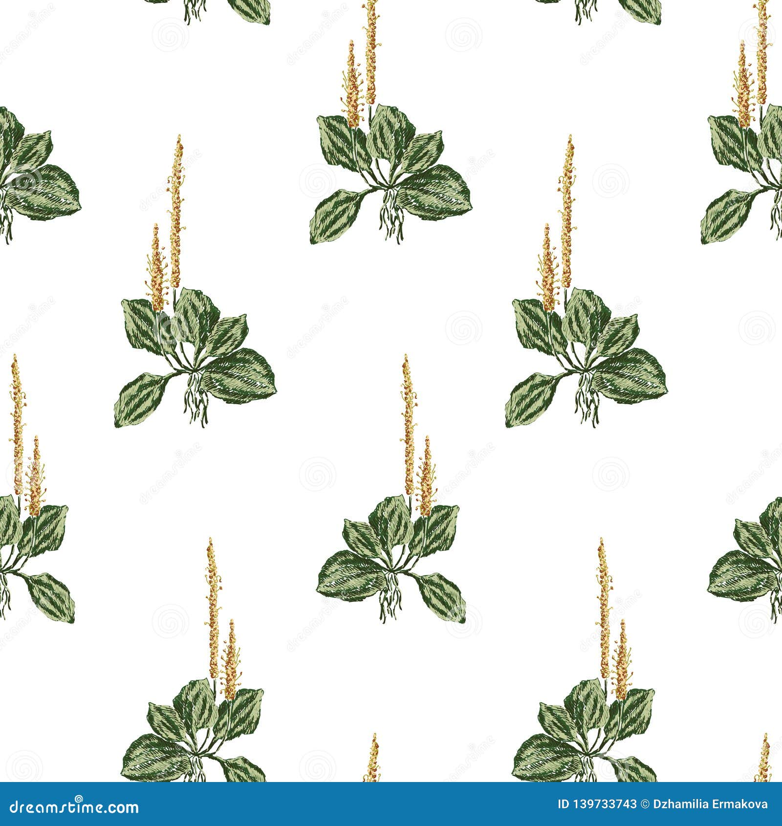 Background of Sketches of Plantain Stock Vector - Illustration of ...