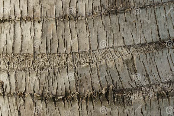 Background Skin of the Palm Trees Stock Image - Image of skin, design ...