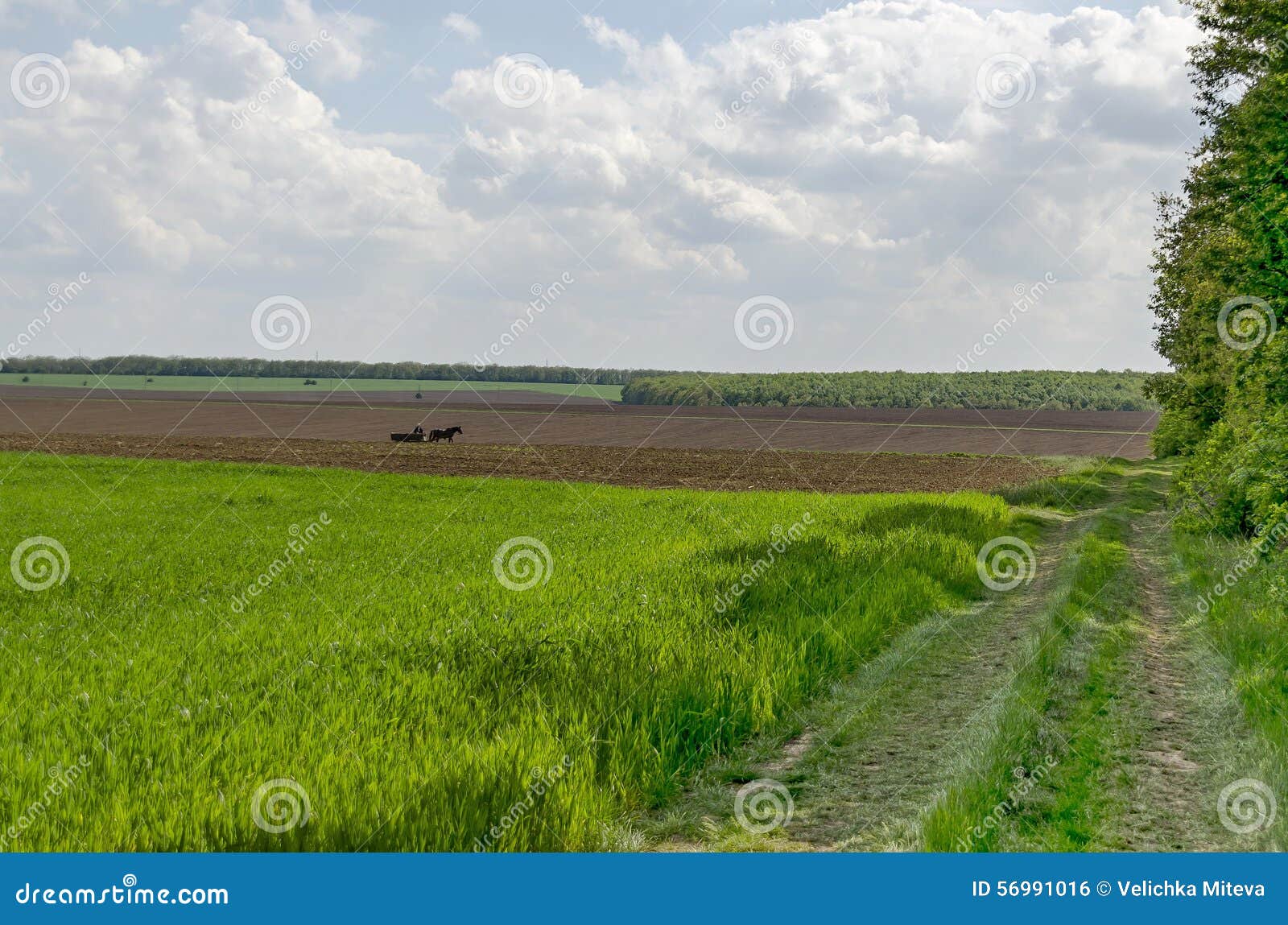 Background of Sky, Clouds and Corn Field with Fallow Stock Photo ...