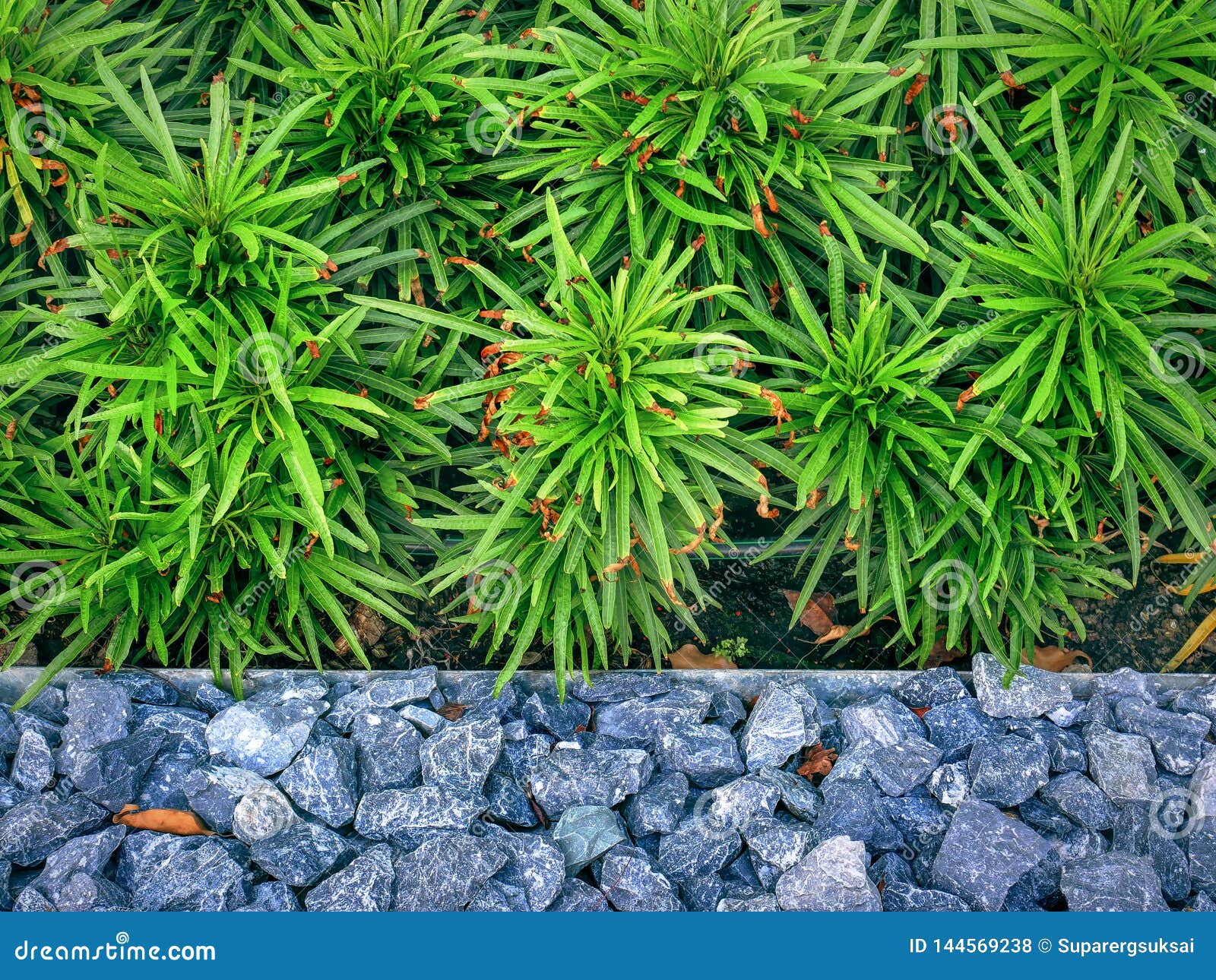 Background of Small Green Bushes by Stone Floor Stock Photo - Image of ...
