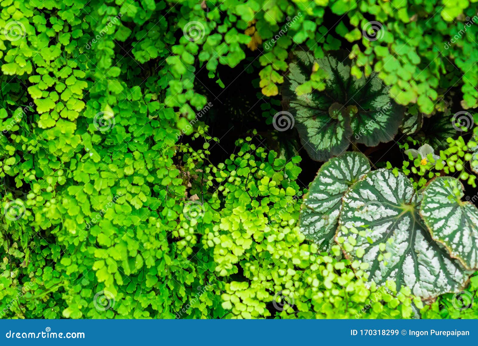 Small and Large Green Leaves that Stack To Layers Stock Image - Image ...