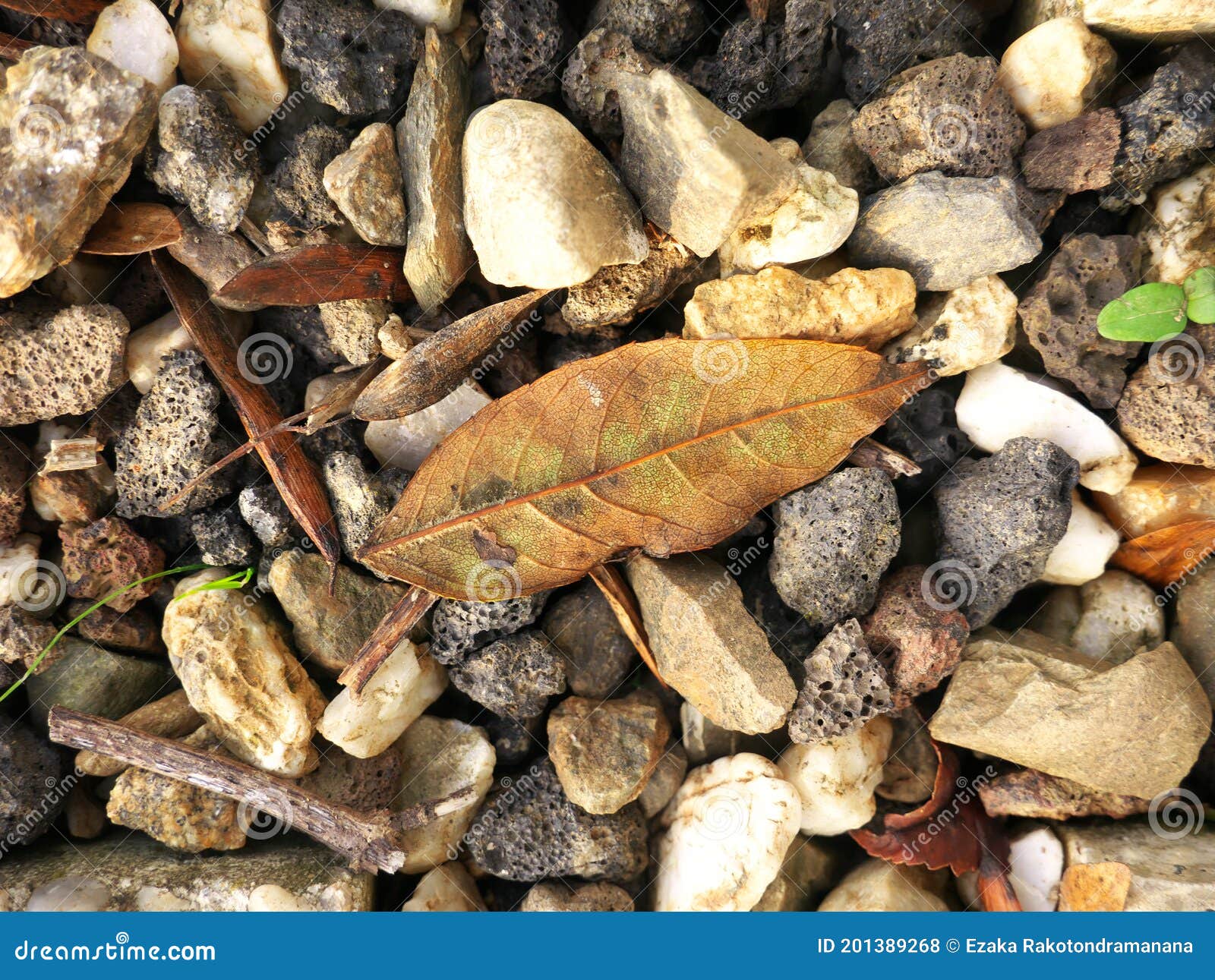 Background of Small Pebbles with a Dried Autumn Leaf Stock Photo ...