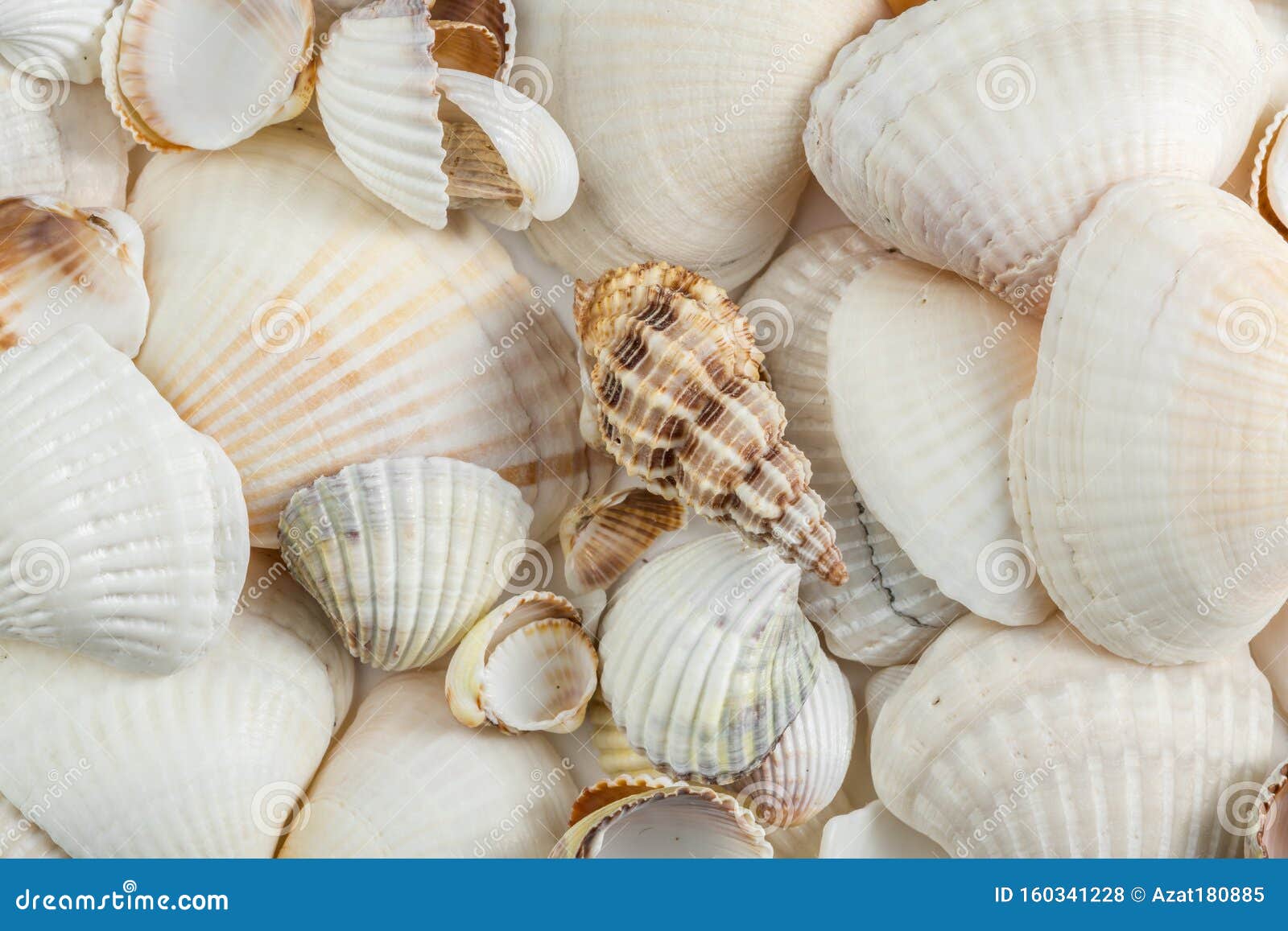 Background of Small Shells Beige Shades on a White Background Stock ...