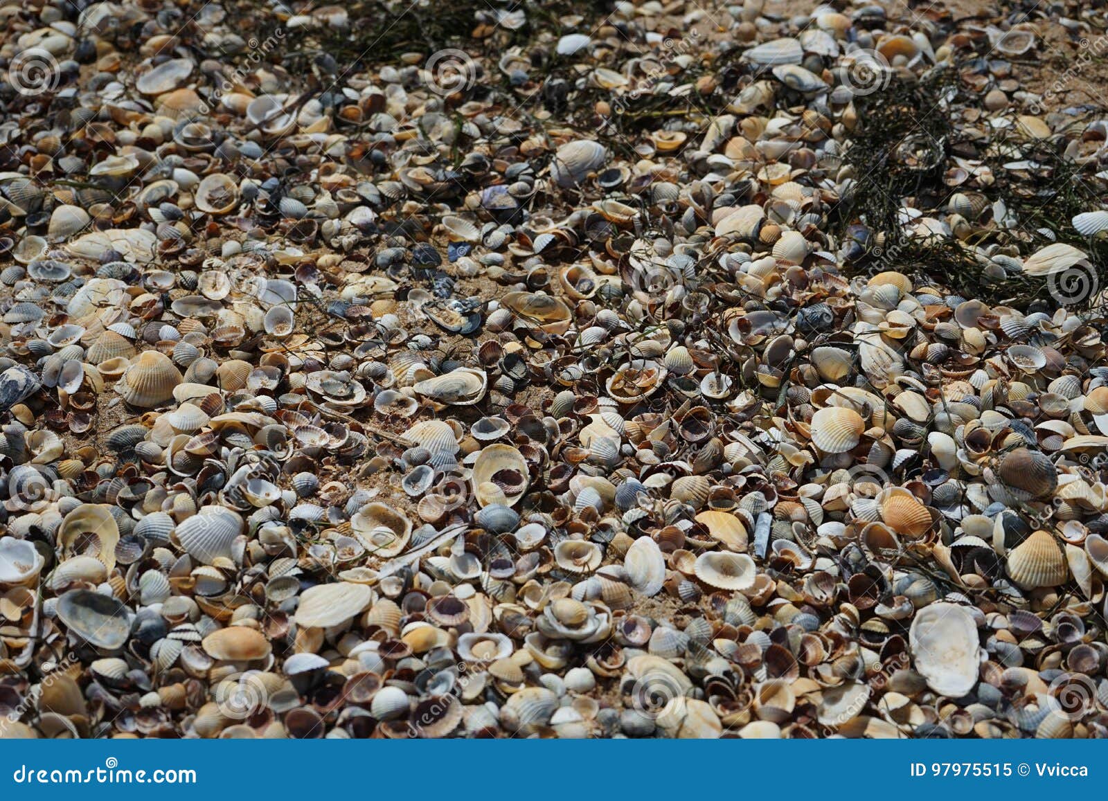 Background with Small Shells of the Sea Stock Image - Image of sand ...