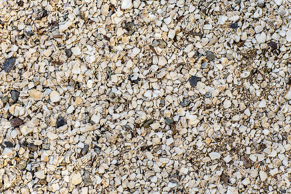 Background of Small Shells on the Sea Shore. Various Small Shell Yard ...