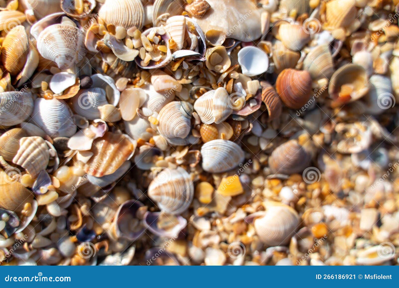 Background of Small Shells. There are Many Small Shells on the Seashore ...