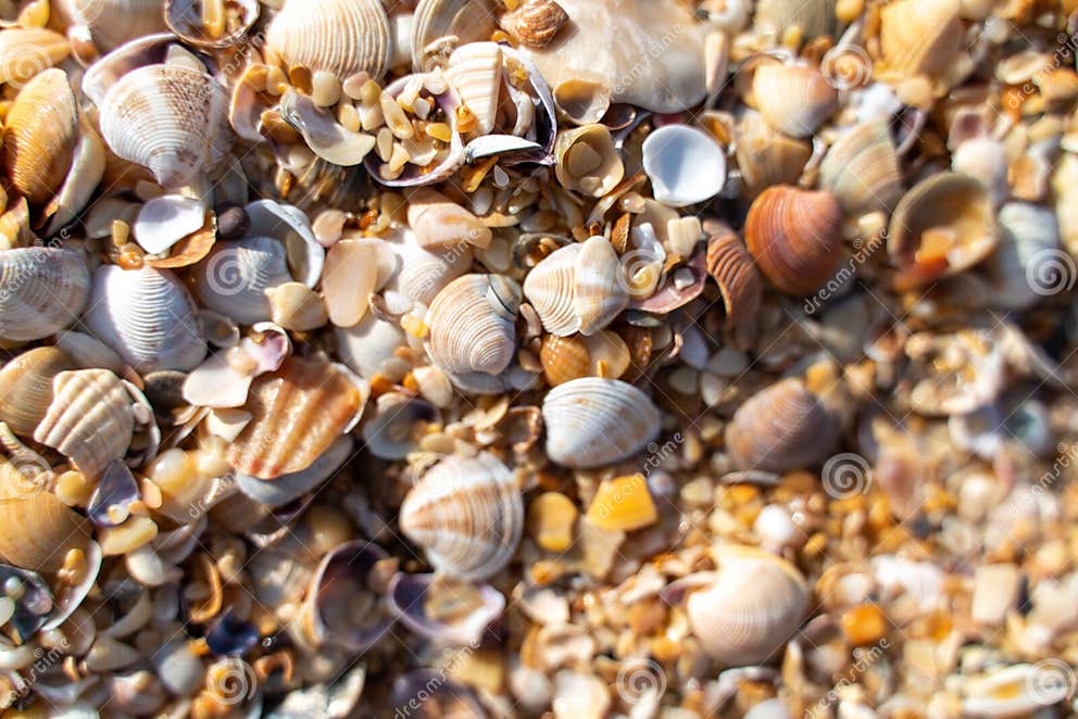 Background of Small Shells. There are Many Small Shells on the Seashore ...