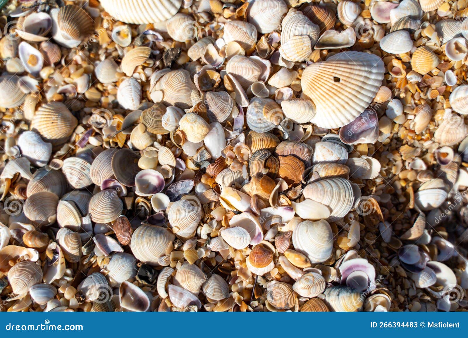 Background of Small Shells. There are Many Small Shells on the Seashore ...