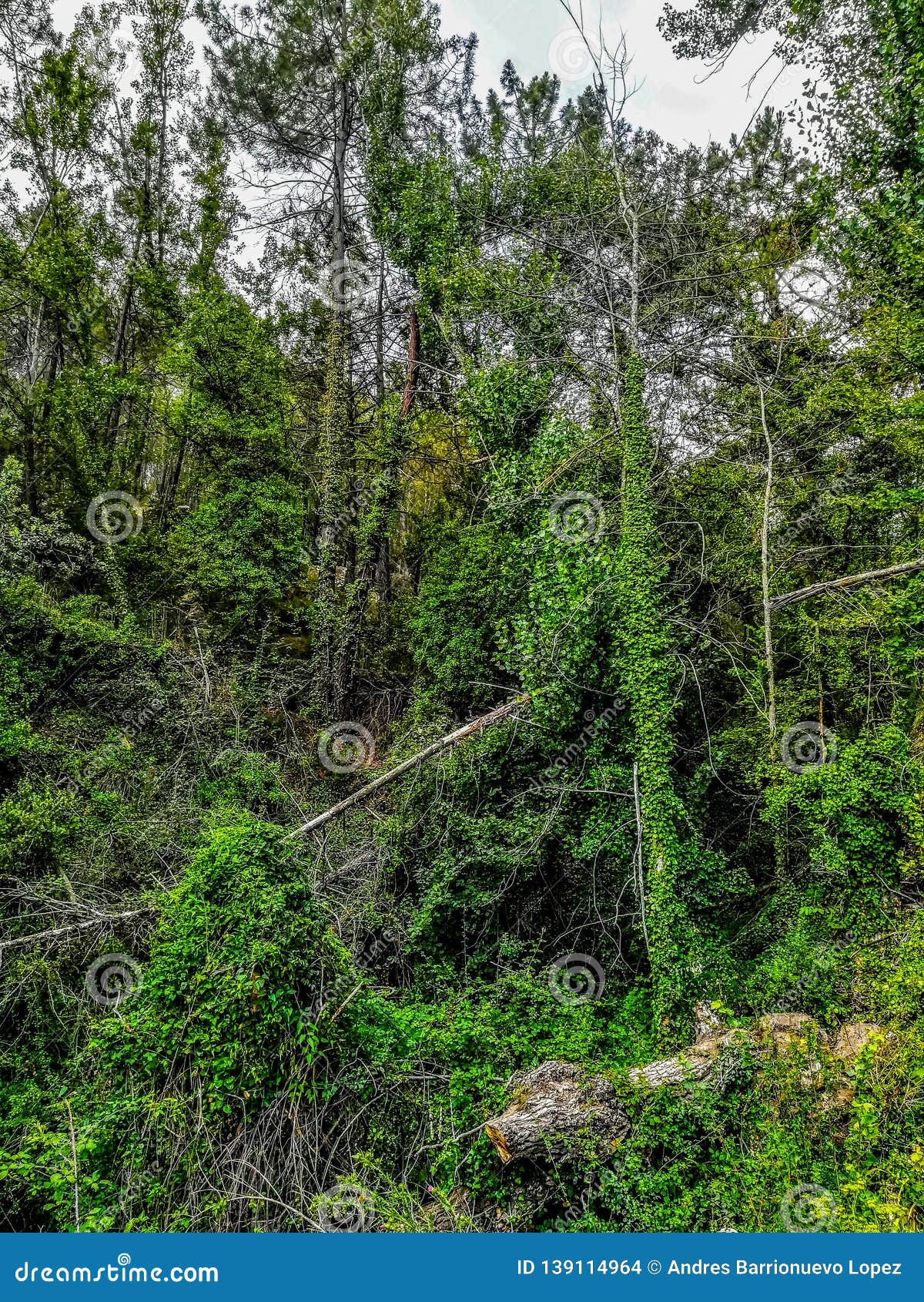 Background of Small Trees with Very Green Climbing Plants Stock Photo ...