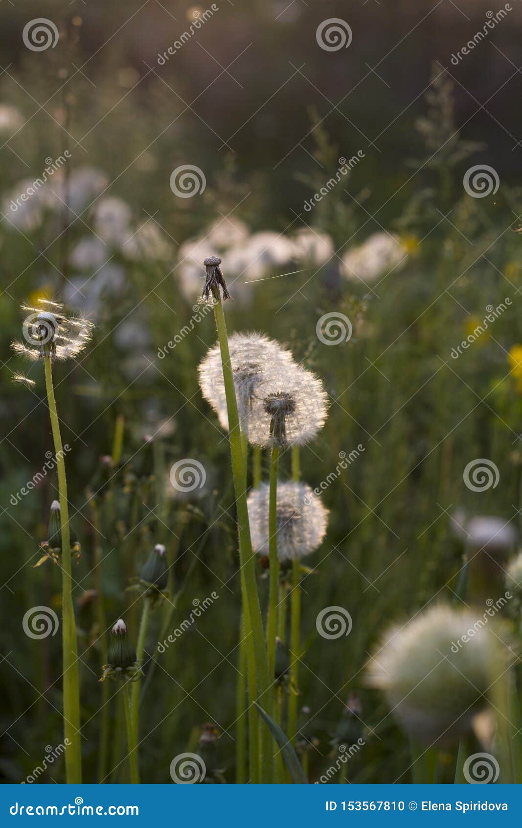 Background with Small White Summer Dandelions Stock Photo - Image of ...