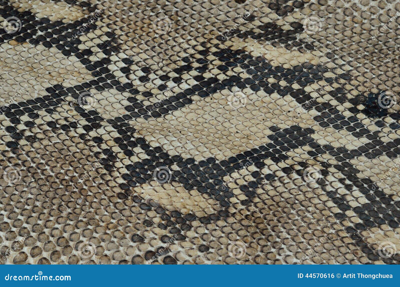 Background of Snake Skin Leather Texture Stock Photo - Image of regius ...