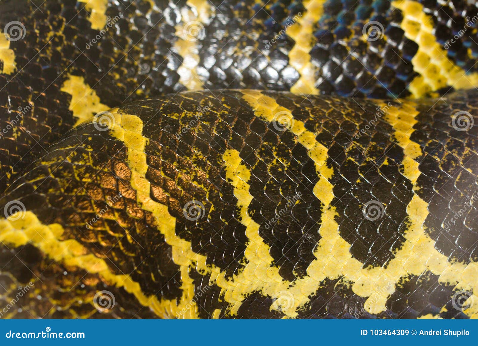 Background of snake skins stock image. Image of gold - 103464309