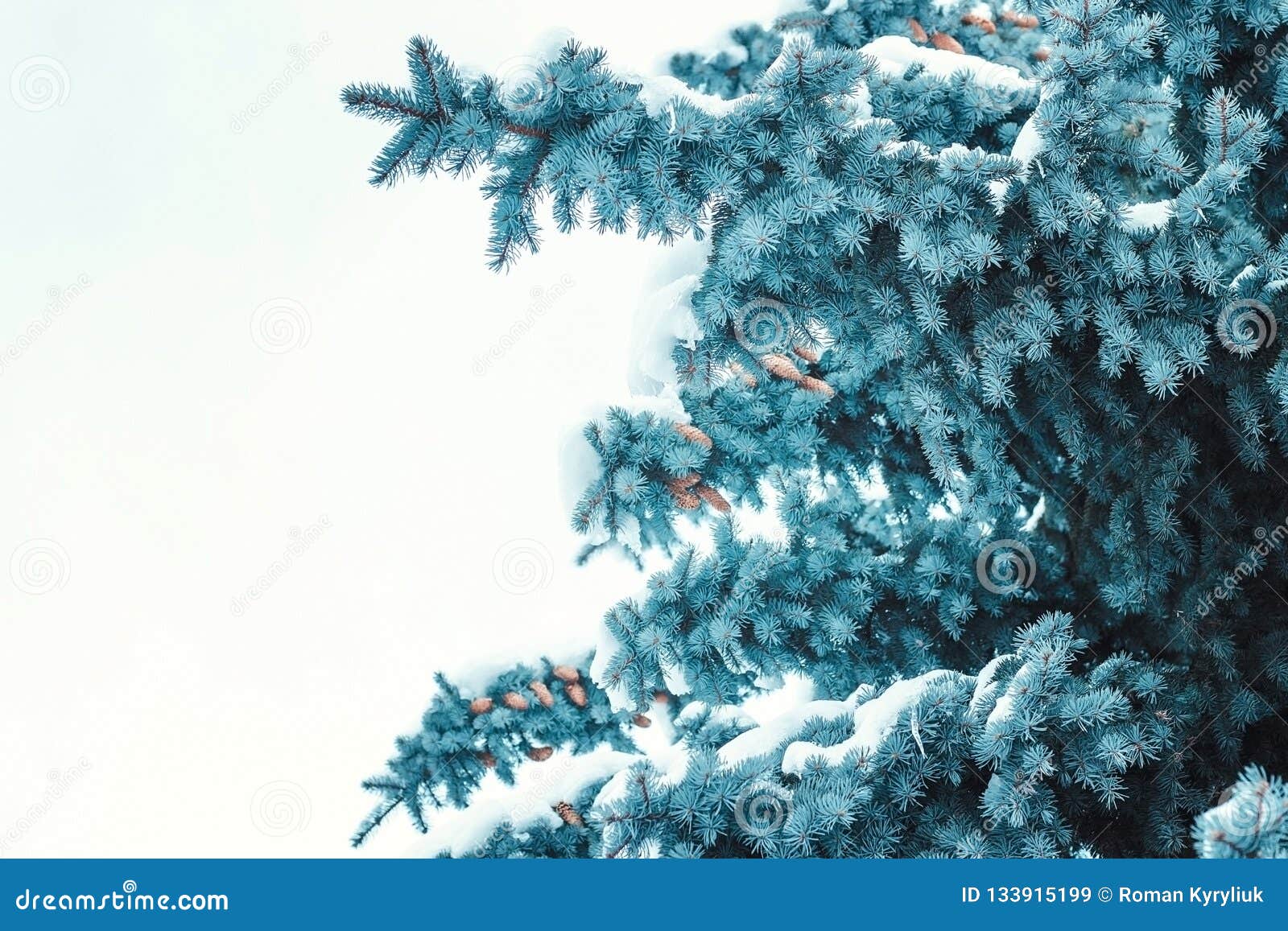 Blue Spruce Branches in Winter with Snow Stock Image - Image of freeze ...