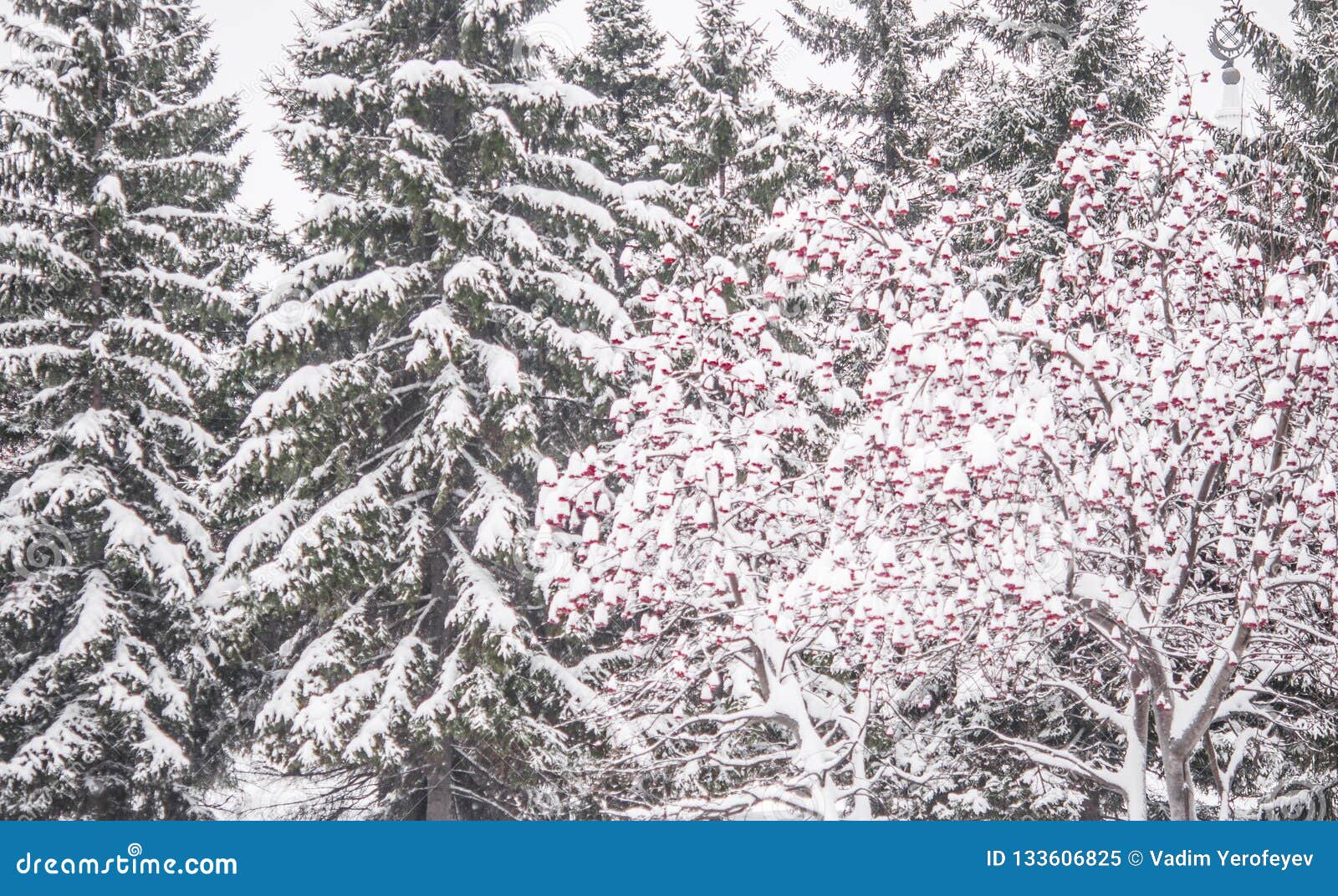 Background with a Snow-covered Mountain Ash Stock Image - Image of ...