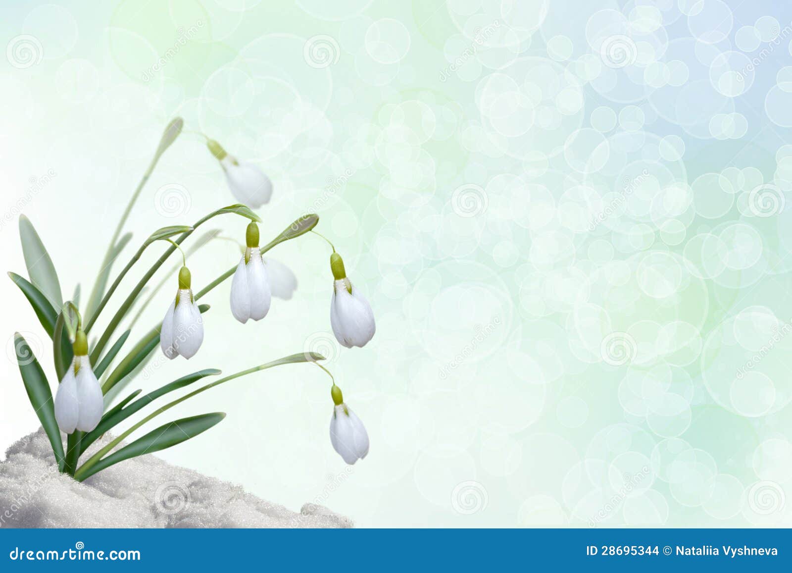 Background with snowdrops stock photo. Image of carpet - 28695344