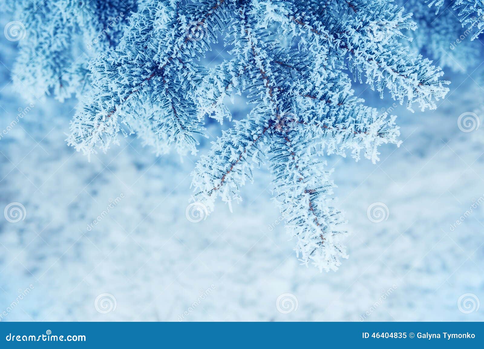 Background Snowy Christmas Trees Blue Stock Image - Image of branch ...