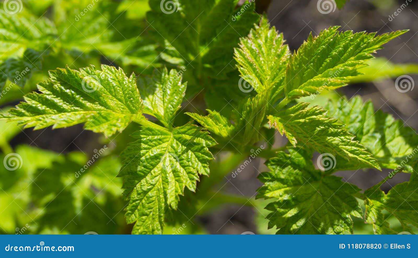 Background, Soft Green Raspberry Leaves in Late Spring Stock Photo ...