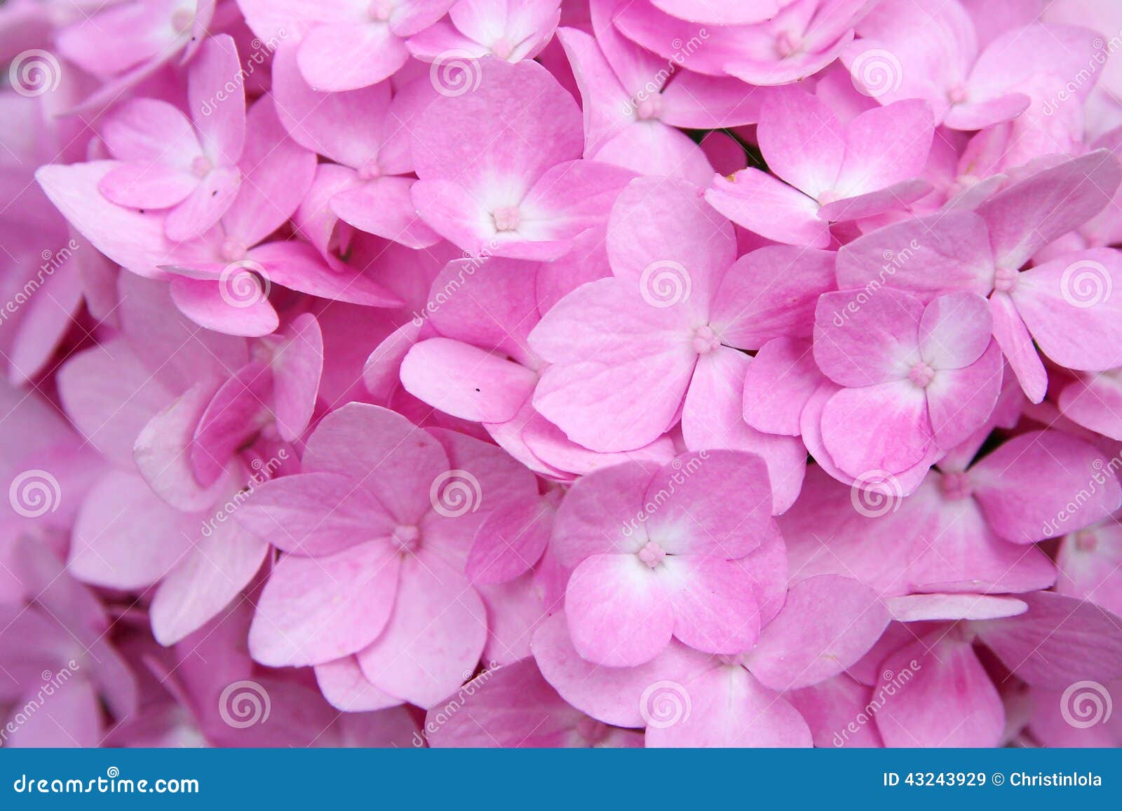 Background of Soft Pink Hydrangea Flowers Stock Image - Image of ...
