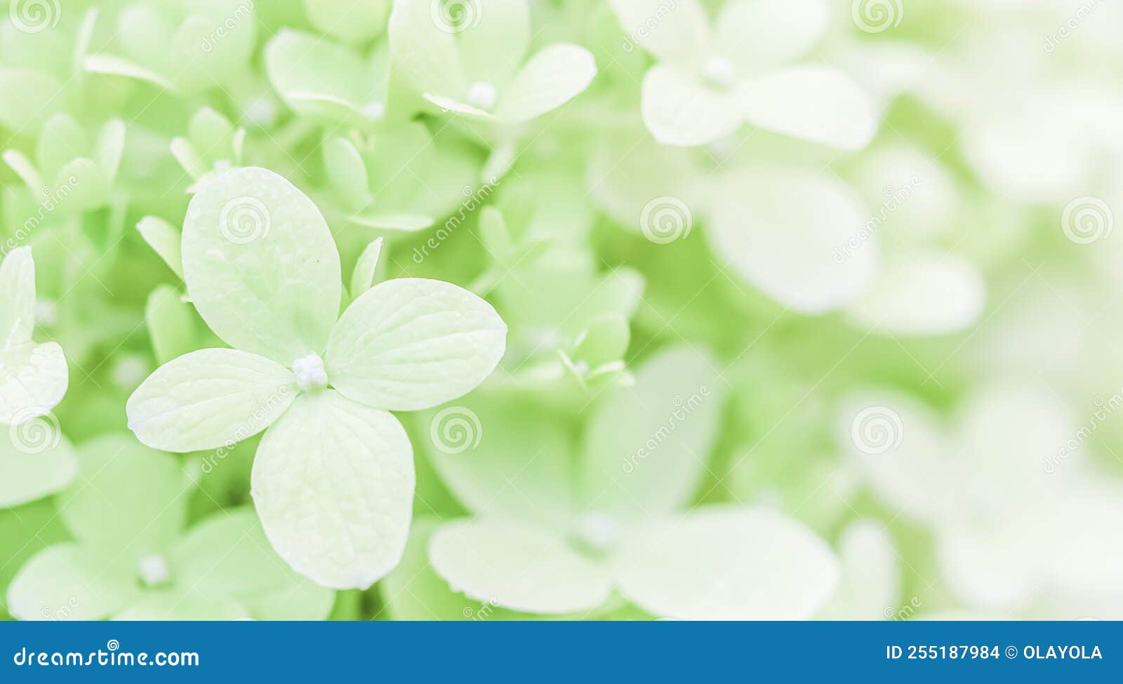 Hydrangea Limelight Paniculata Plant, At Summer Garden Stock Image ...
