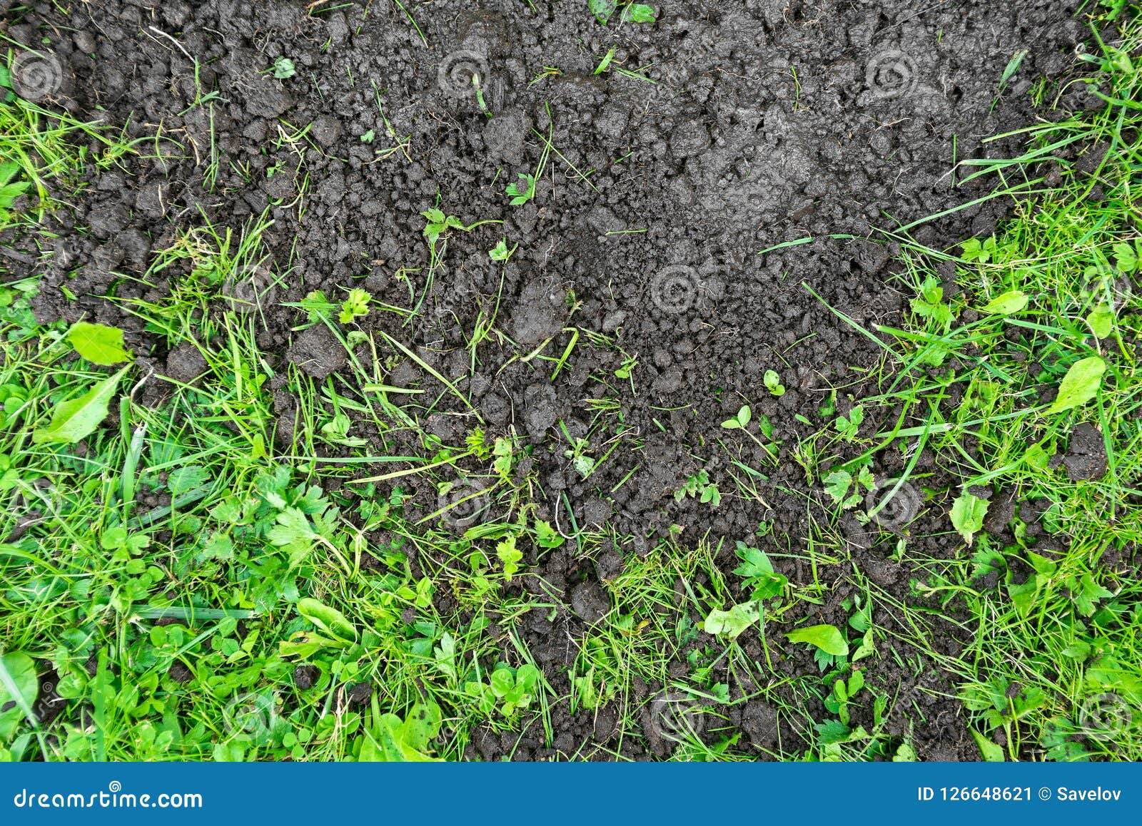 Background of Soil and Green Grass from Above Stock Image - Image of ...
