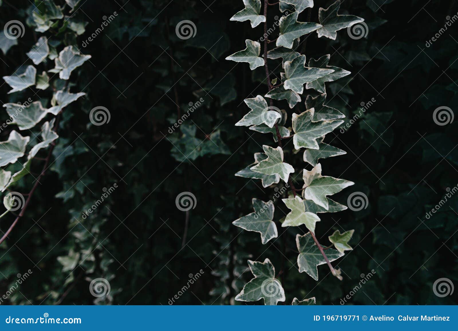 Background of Some Desaturated Green Leaves with Dark Tones Stock Image ...